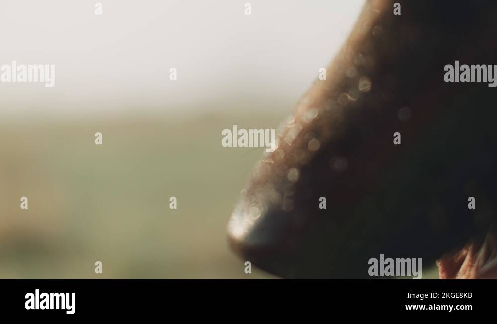 Lawn border close up Stock Videos & Footage - HD and 4K Video Clips - Alamy