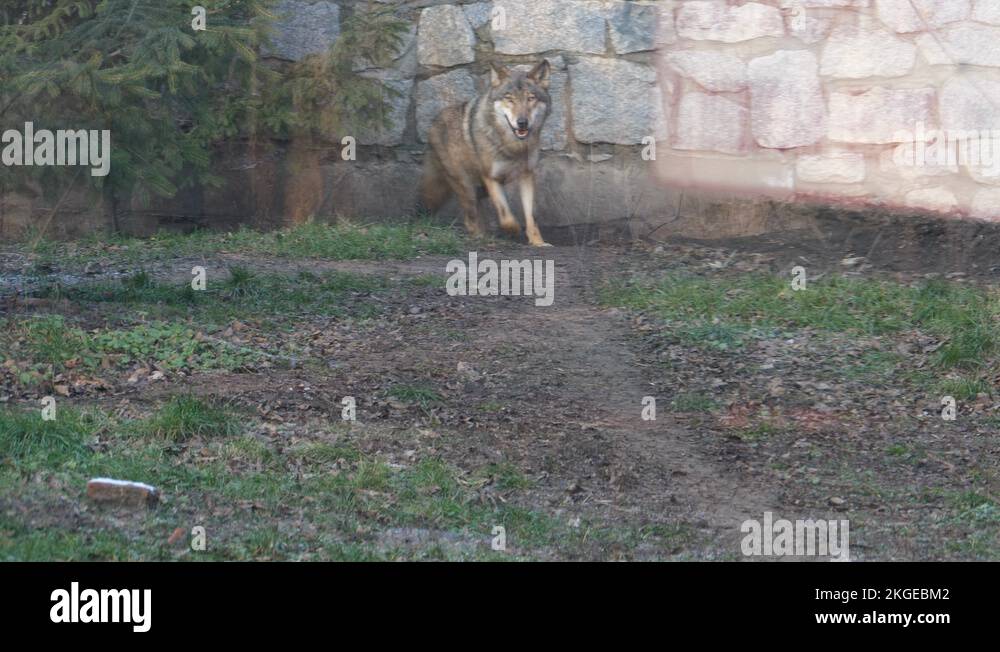 Wolf stone Stock Videos & Footage - HD and 4K Video Clips - Alamy