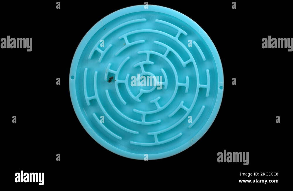 Through the maze Stock Videos & Footage - HD and 4K Video Clips - Alamy