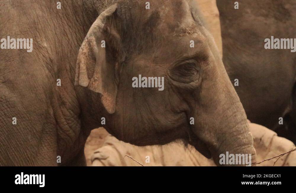 Elephant face to face Stock Videos & Footage - HD and 4K Video Clips ...