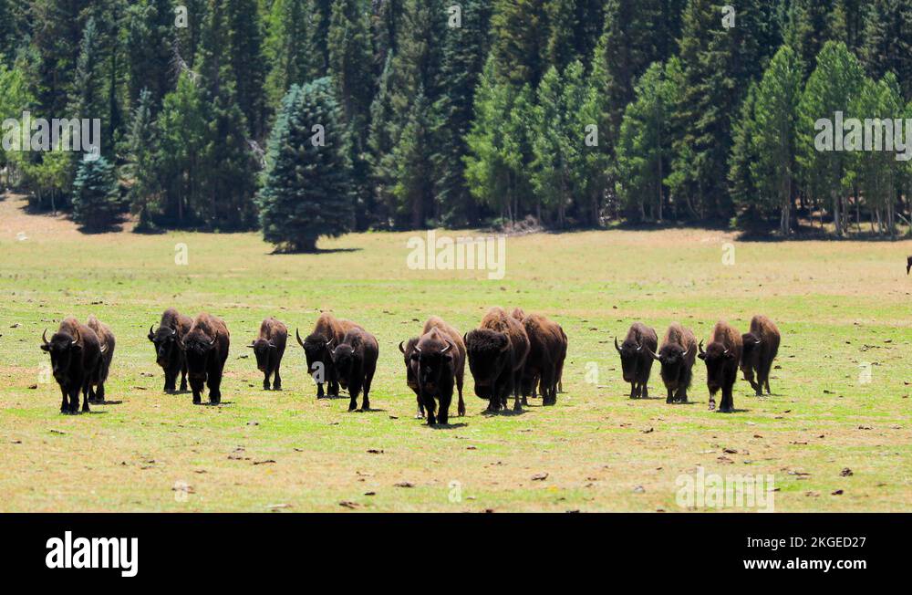 Arizona mammals Stock Videos & Footage - HD and 4K Video Clips - Alamy