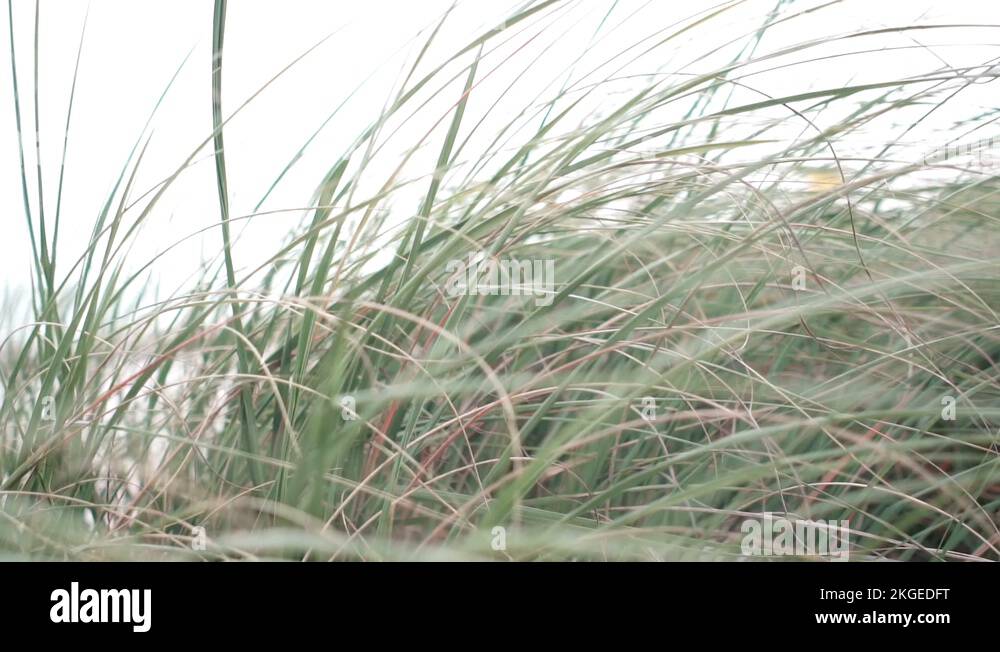 Wildgrass Stock Videos & Footage - HD and 4K Video Clips - Alamy