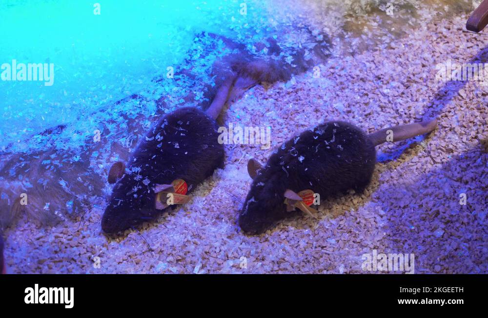 Rat teddy bear Stock Videos & Footage - HD and 4K Video Clips - Alamy