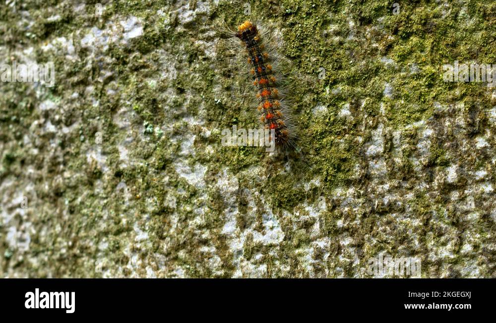 Gypsy moth larva caterpillar Stock Videos & Footage - HD and 4K Video ...