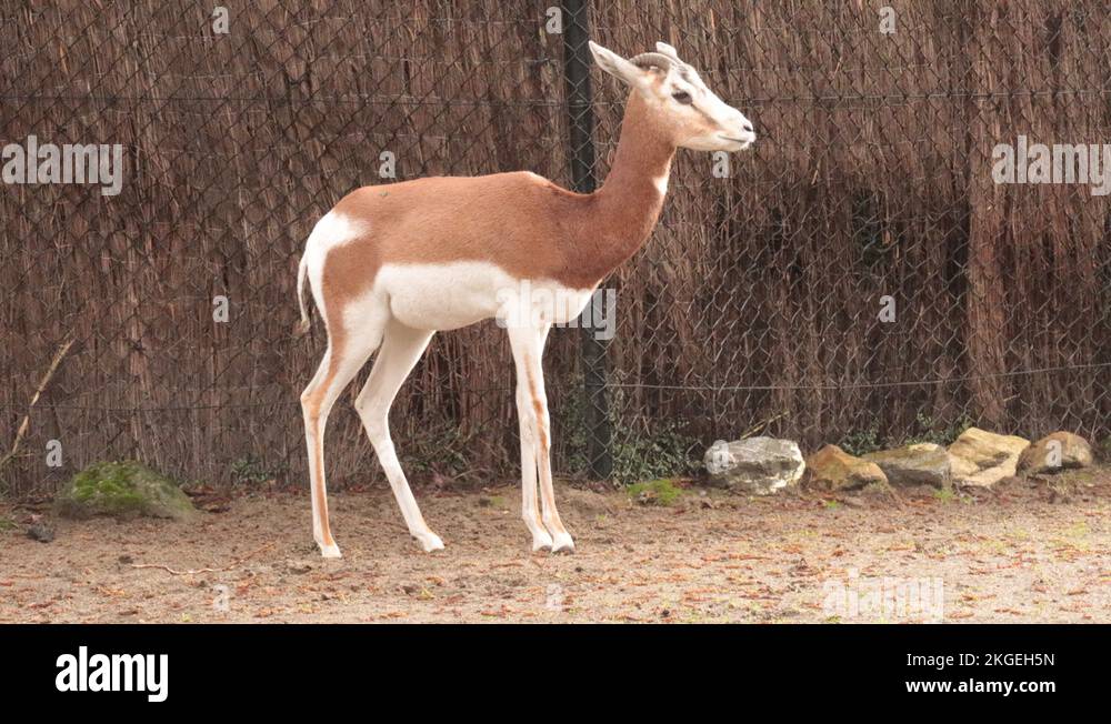 Baby ram Stock Videos & Footage - HD and 4K Video Clips - Alamy