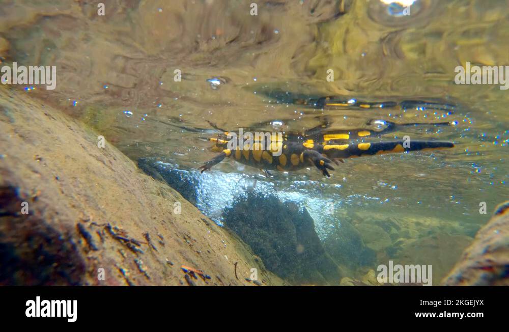 Fire salamander (Salamandra salamandra) swimming in water Stock Video ...