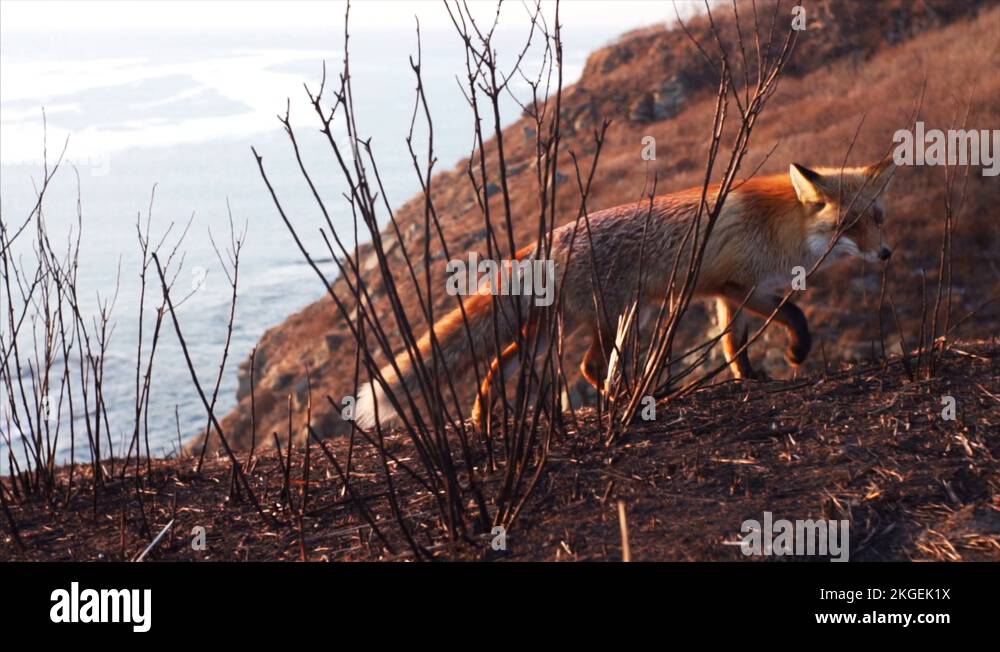 Beautiful red fox Stock Videos & Footage - HD and 4K Video Clips - Alamy