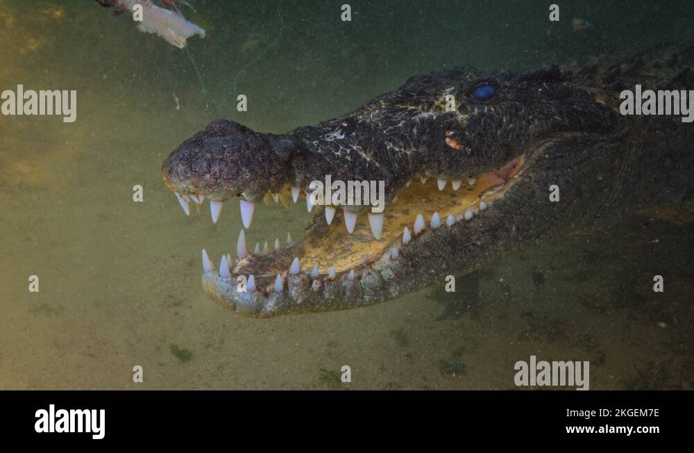 Crocodile (Crocodylus porosus) slamming jaws with bait underwater 4k ...