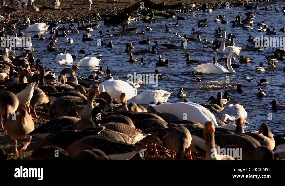 Wildfowl uk Stock Videos & Footage - HD and 4K Video Clips - Alamy