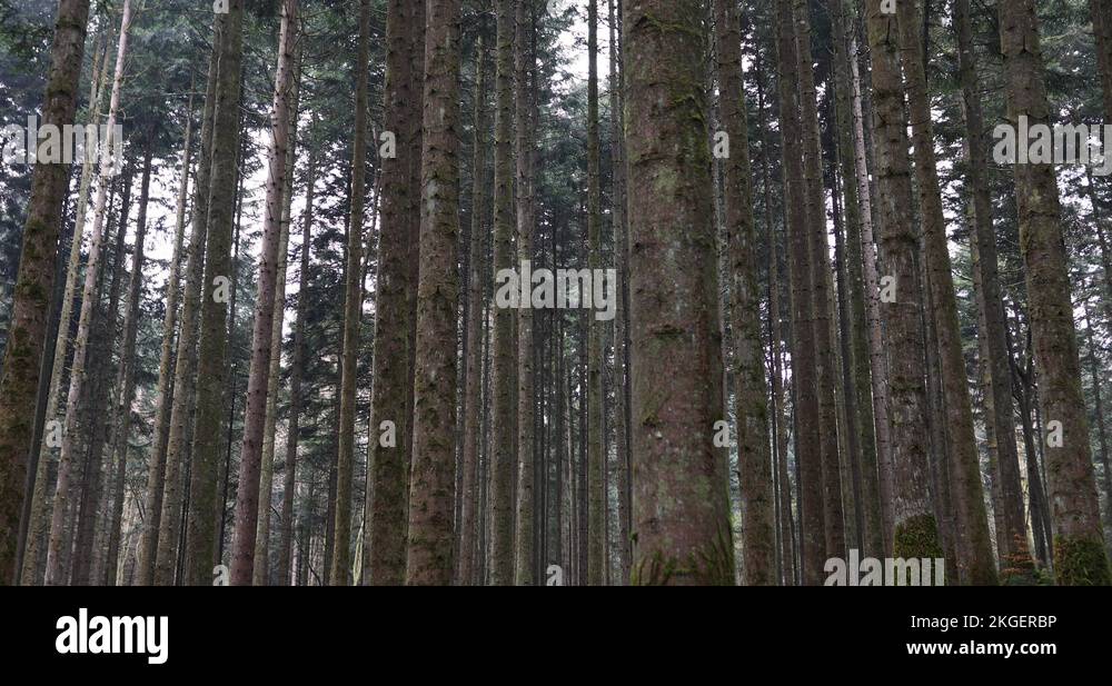 Conifer timber Stock Videos & Footage - HD and 4K Video Clips - Alamy