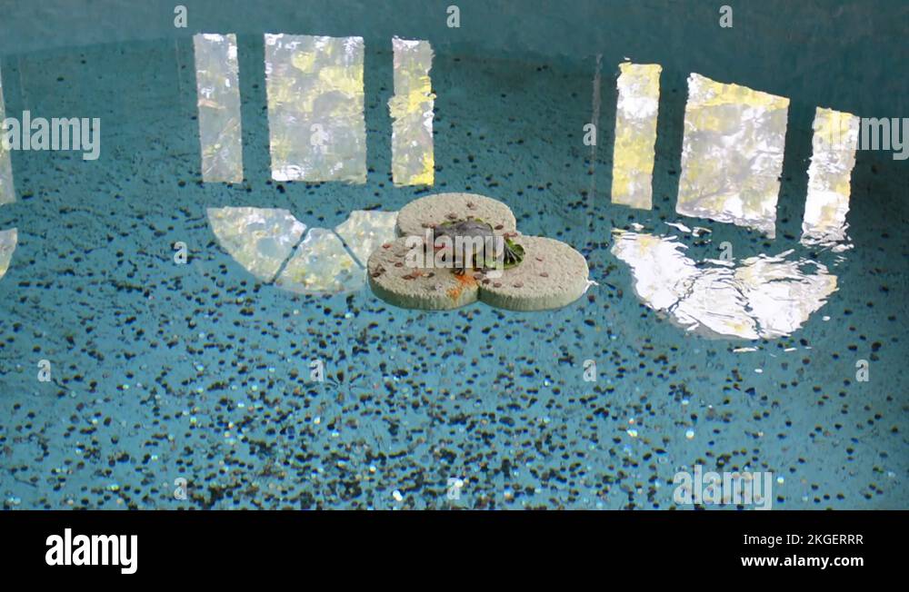 Floating coin Stock Videos & Footage - HD and 4K Video Clips - Alamy