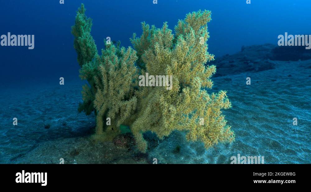 Gold coral Stock Videos & Footage - HD and 4K Video Clips - Alamy