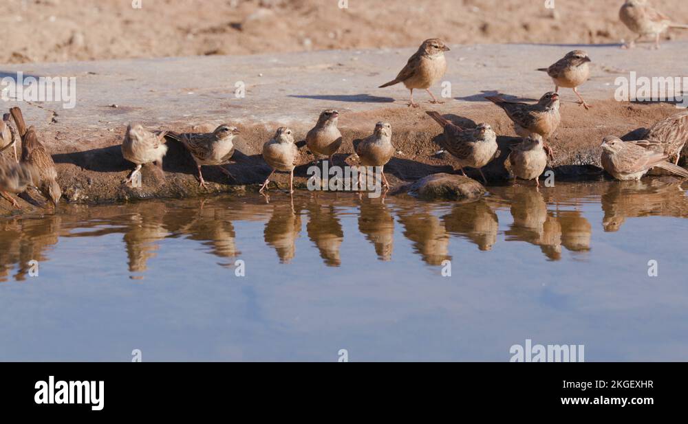 Birdwatching africa zimbabwe Stock Videos & Footage - HD and 4K Video ...