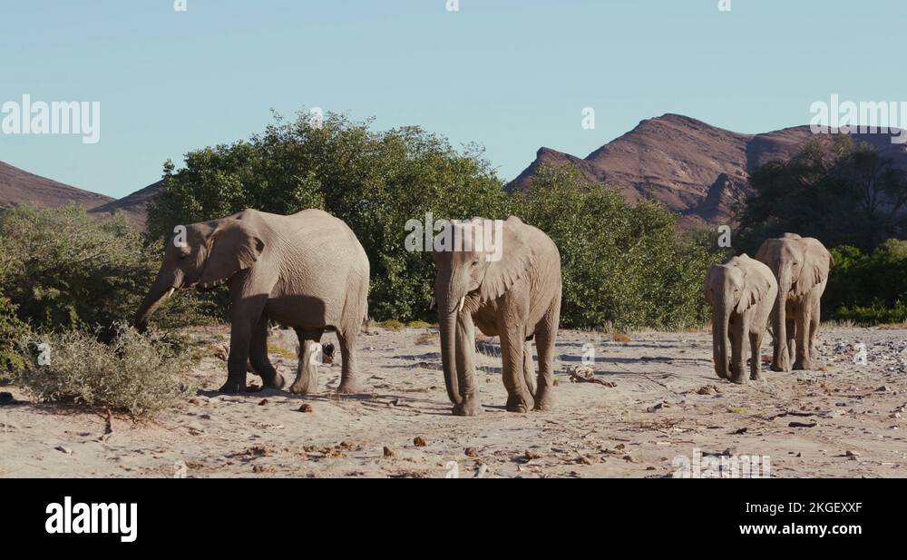 Six elephant Stock Videos & Footage - HD and 4K Video Clips - Alamy