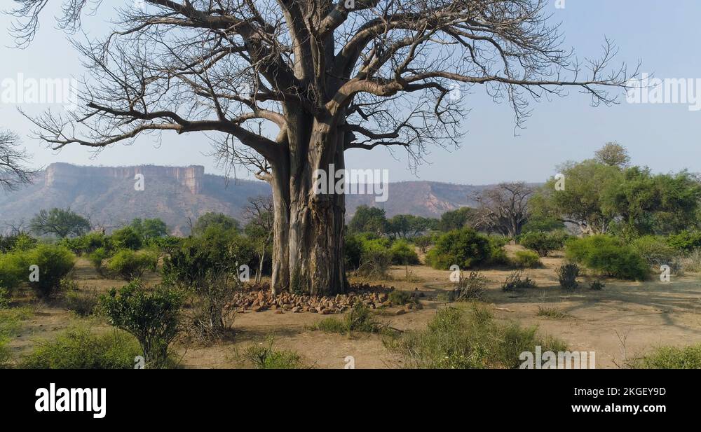 4K tilt up aerial view of a beautiful Baobab tree with the beautiful ...