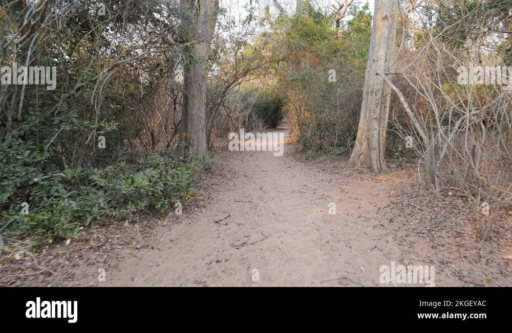 4K POV view walking on a foot path in the bushveld,Gonarezhou National ...