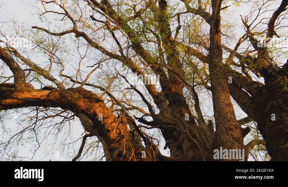 4K circular underneath view of a Baobab tree,Gonarezhou National Park ...