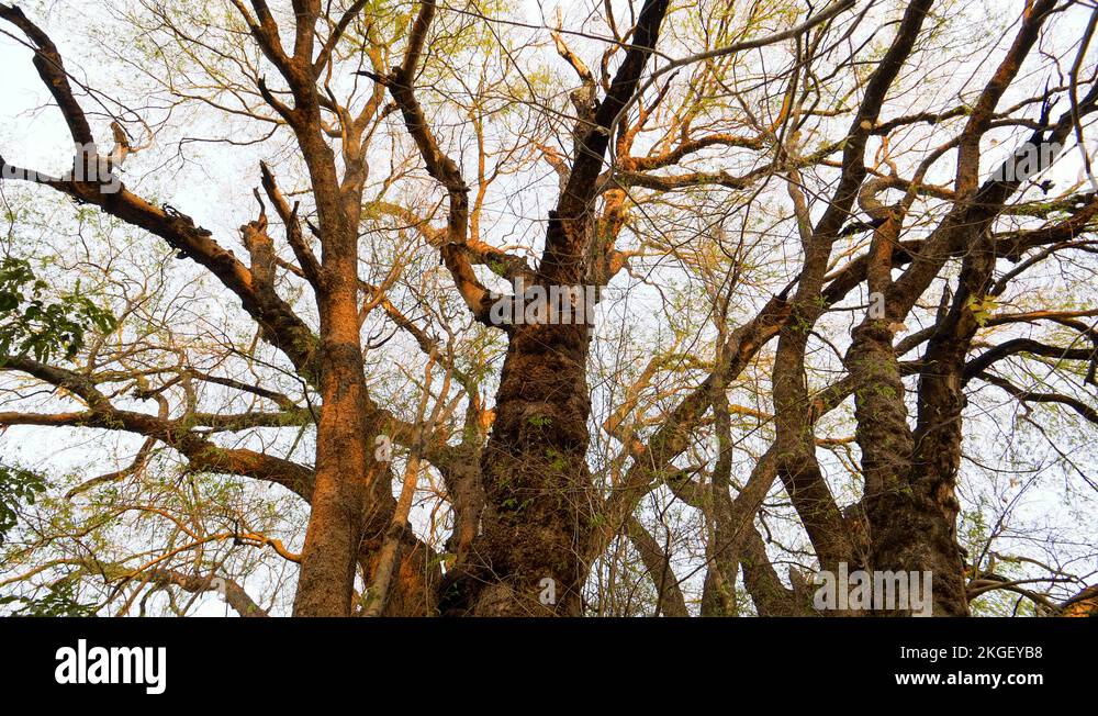 Africa zimbabwe baobab tree Stock Videos & Footage - HD and 4K Video ...