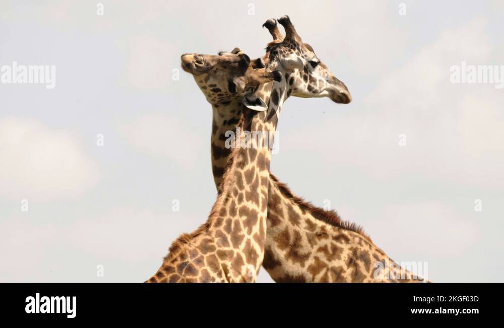 Masai and reticulated giraffe Stock Videos & Footage - HD and 4K Video ...