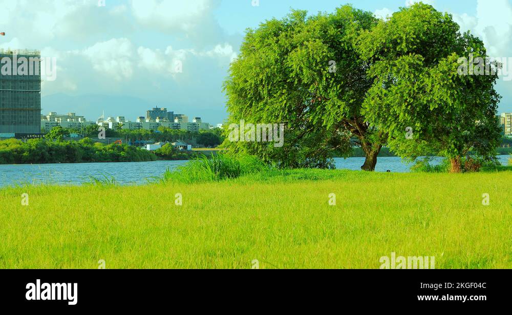 summer ，embankment， park, blue sky and white clouds, trees ，green grass ...