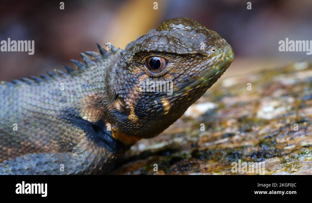 Plica plica Stock Videos & Footage - HD and 4K Video Clips - Alamy