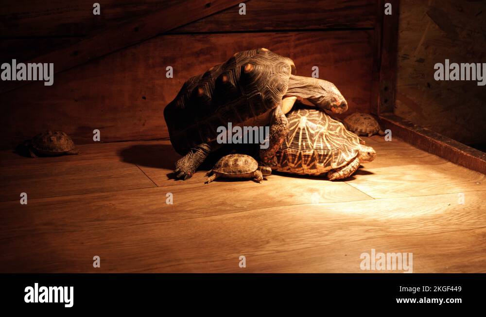 Turtles mating Stock Videos & Footage - HD and 4K Video Clips - Alamy