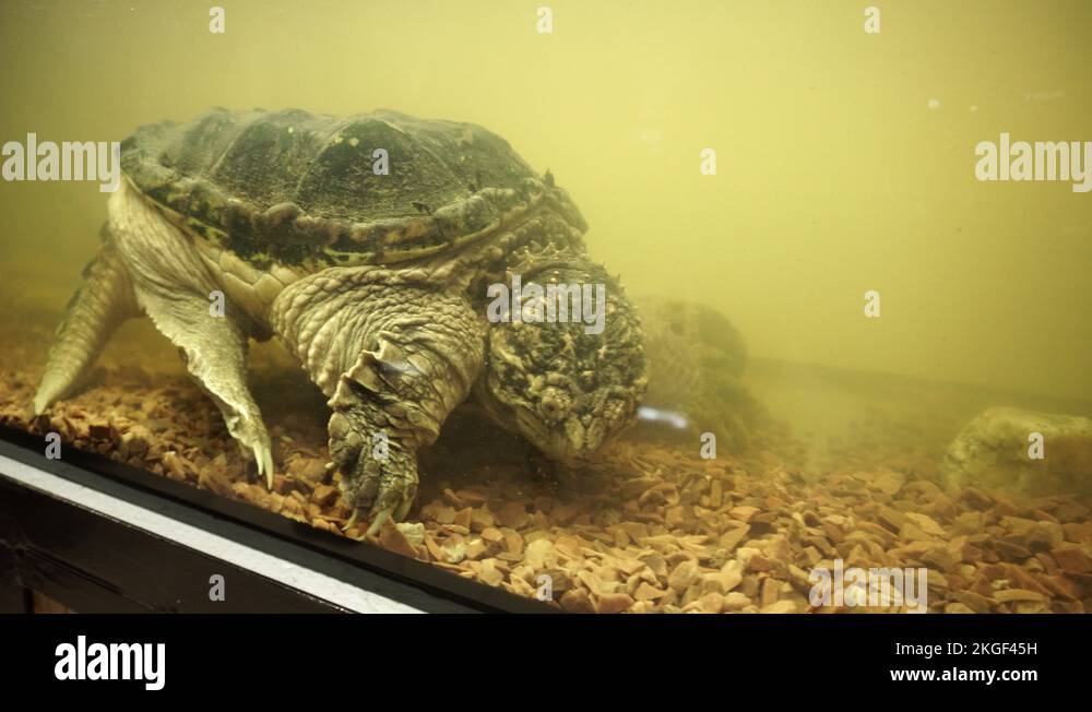 Snapping turtle close up shot Stock Videos & Footage - HD and 4K Video ...