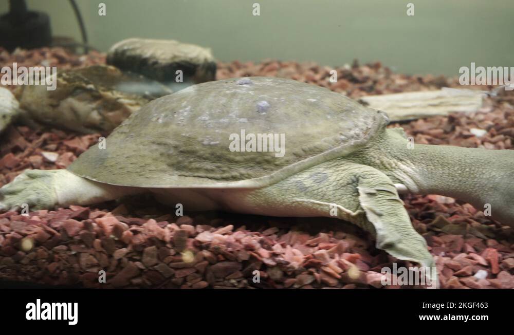 Pelodiscus trionyx sinensis Stock Videos & Footage - HD and 4K Video ...