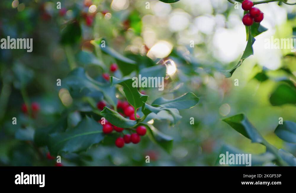 Slow motion evergreen shrubs with red berries. Winter solstice holly ...