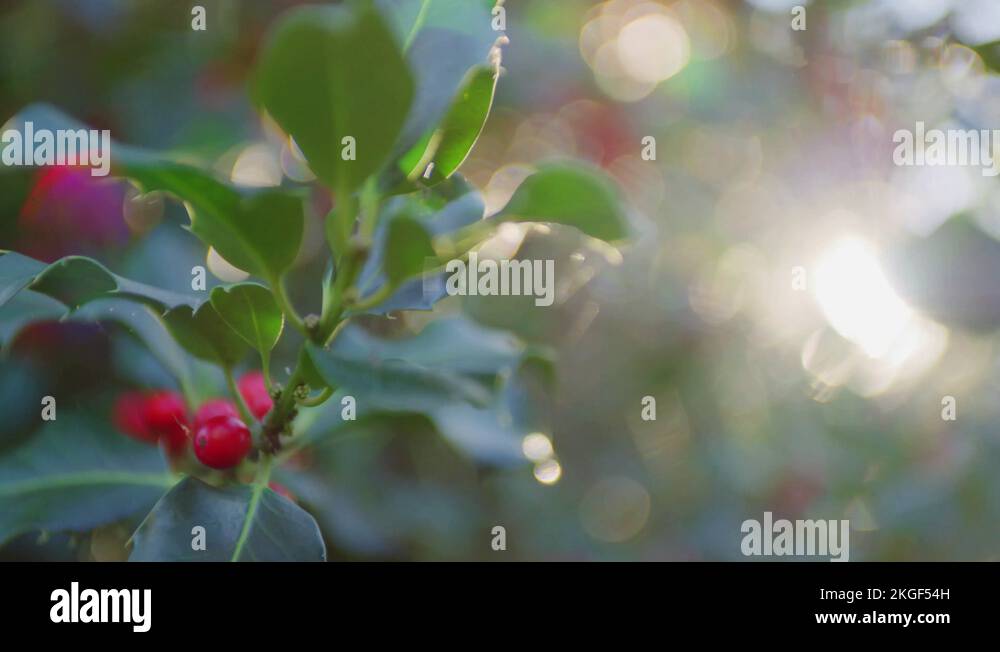 Slow motion evergreen shrubs with red berries. Winter solstice holly ...