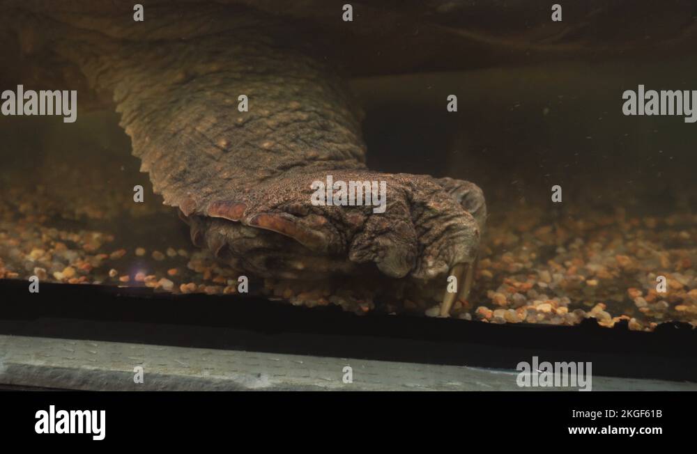 Claws of a turtle Stock Videos & Footage - HD and 4K Video Clips - Alamy