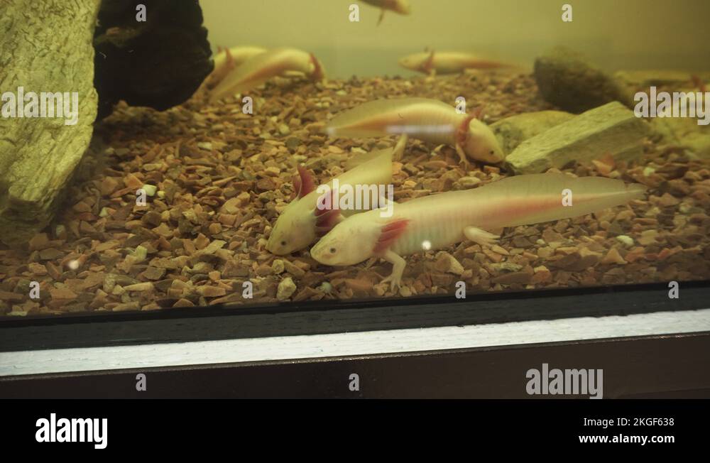 Cute white axolotls or mexican walking fish swims in the aquarium Stock ...