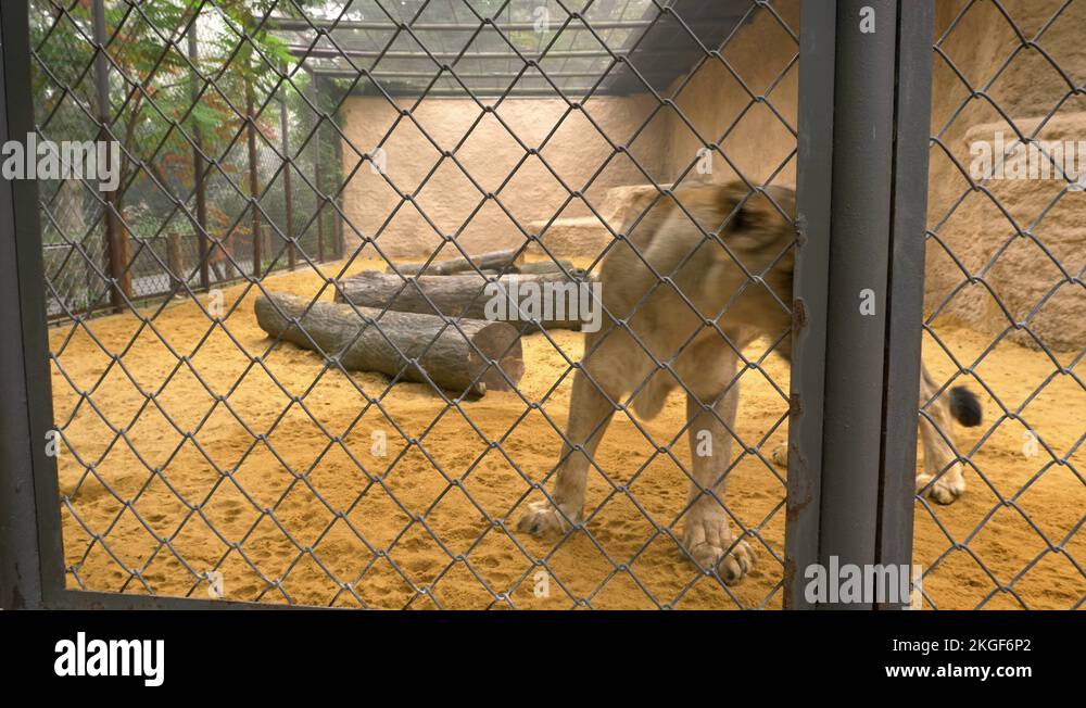 Poor lion Stock Videos & Footage - HD and 4K Video Clips - Alamy