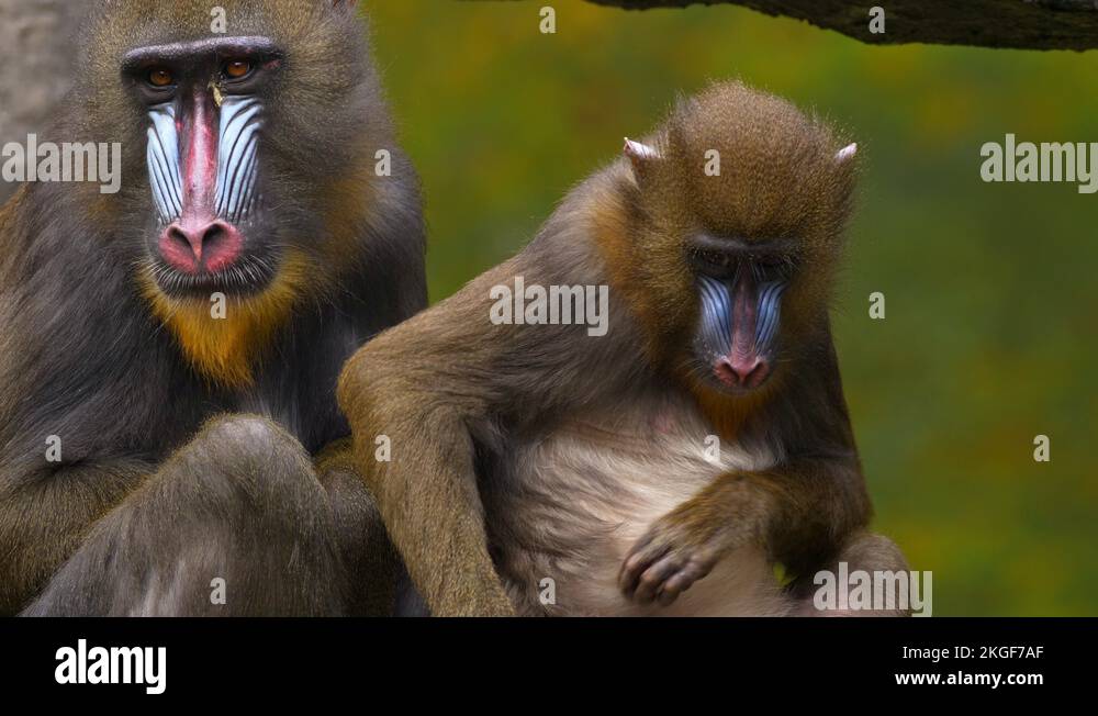 Monkey social grooming Stock Videos & Footage - HD and 4K Video Clips ...