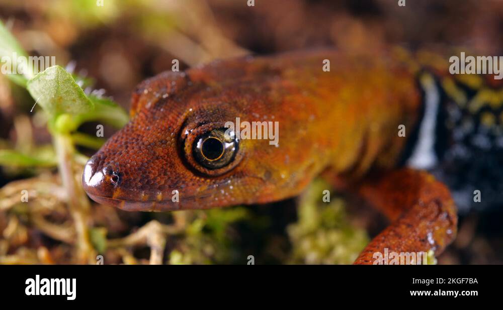 Collared Gecko (Gonatodes concinnatus) brightly coloured male Stock ...