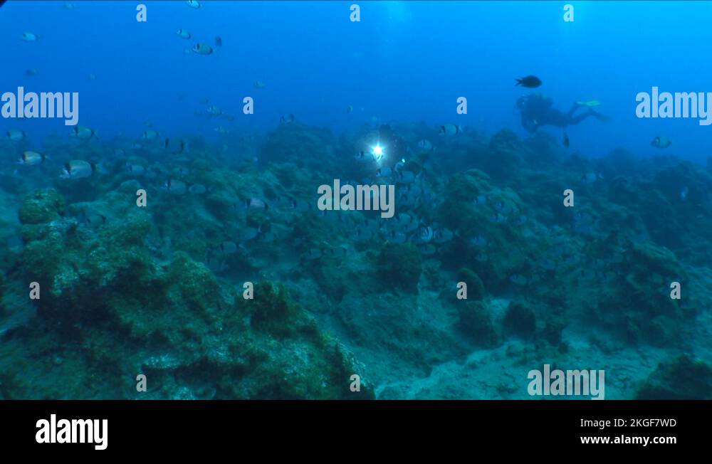 scuba divers exploring underwater habitat blue ocean scenery Stock ...