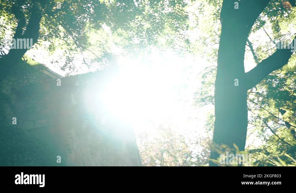 Beautiful scenery sunshine backlight Stock Videos & Footage - HD and 4K ...