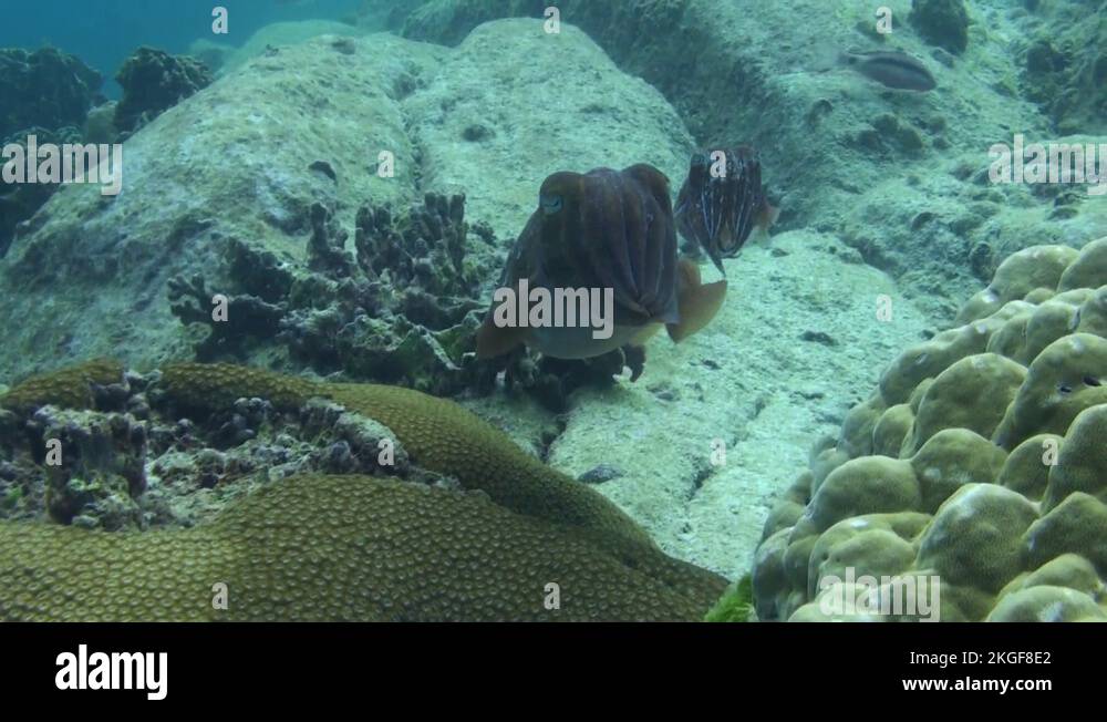 Underwater mating Stock Videos & Footage - HD and 4K Video Clips - Alamy