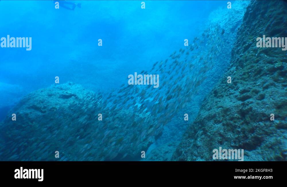 school of fish spinefoot underwater with scuba divers Stock Video ...