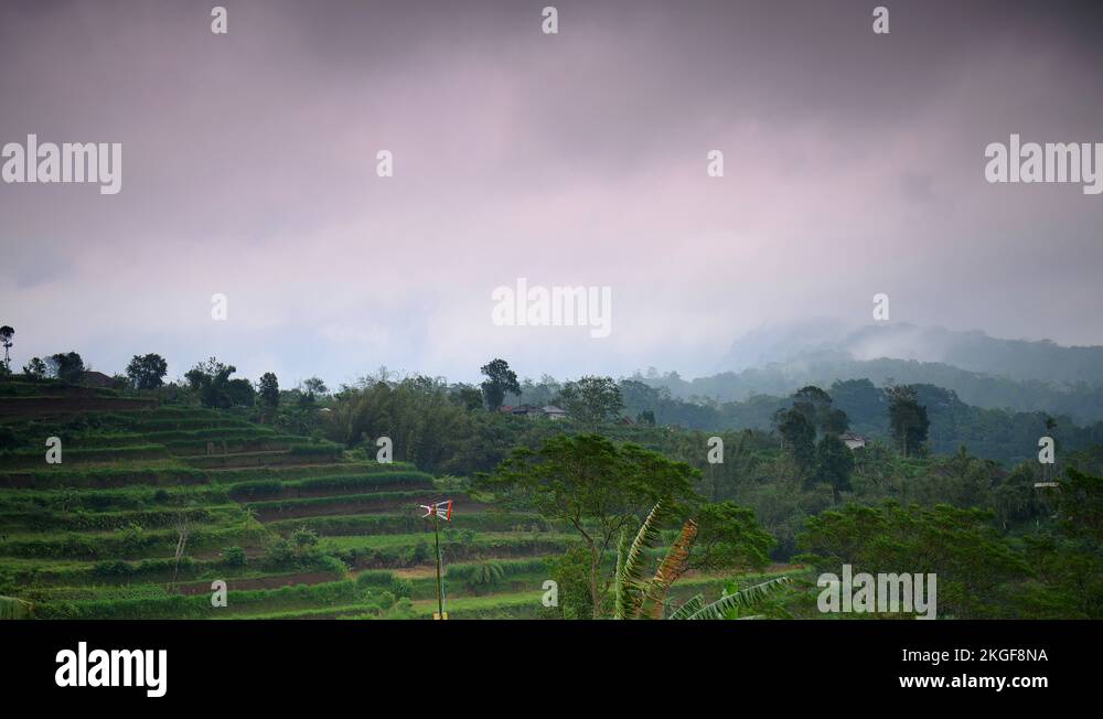 Time Lapse of Bali Green Rice Paddy Terrace Fields on Hillside Exotic ...
