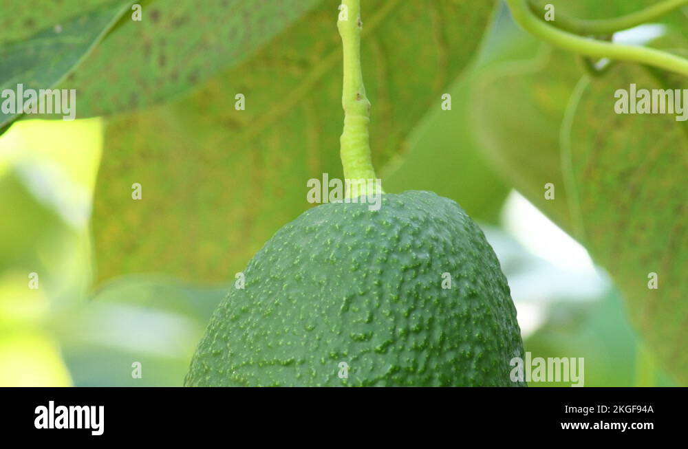 Harvest manually a natural hass avocado fruit in a avocado tree Stock ...