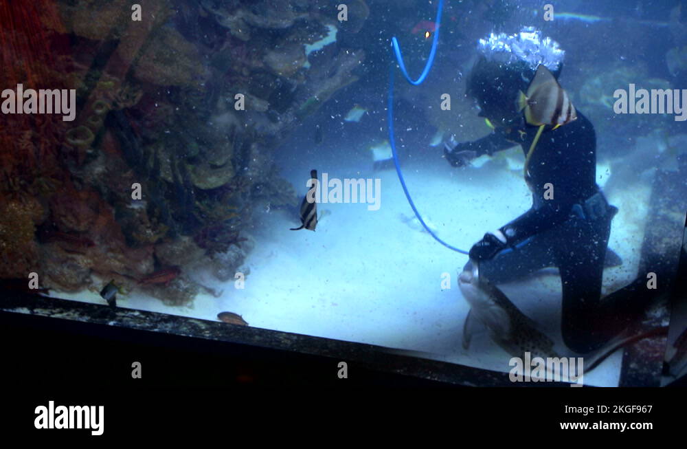 diver is in a big aquarium between tropical fish and sharks and feeds ...
