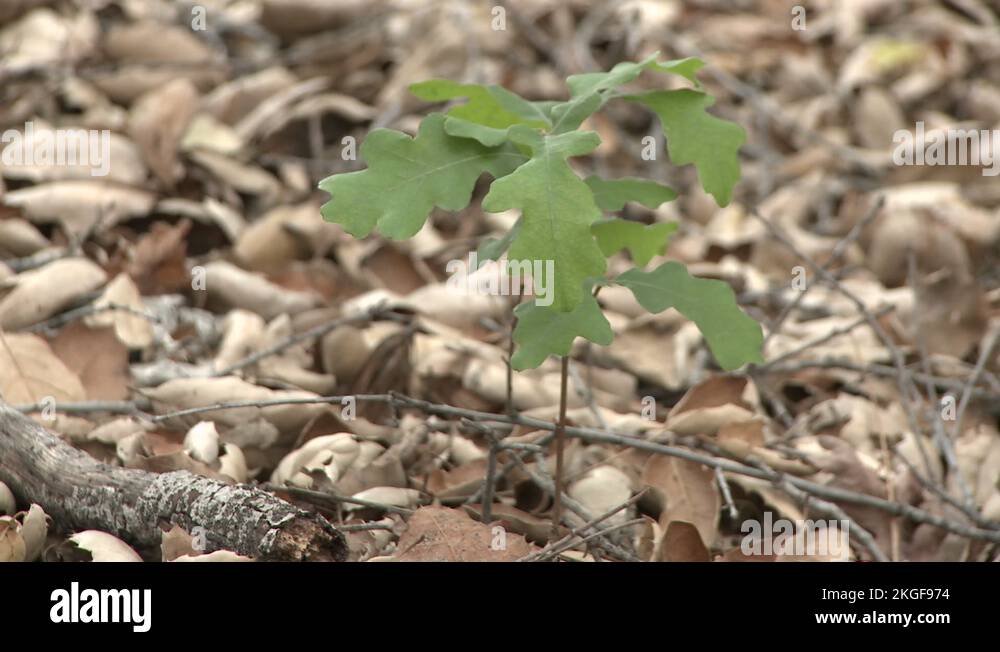 Oak sapling Stock Videos & Footage - HD and 4K Video Clips - Alamy