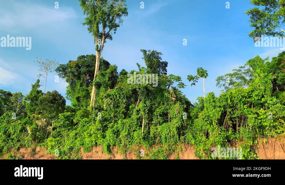 Iquitos rain forest Stock Videos & Footage - HD and 4K Video Clips - Alamy