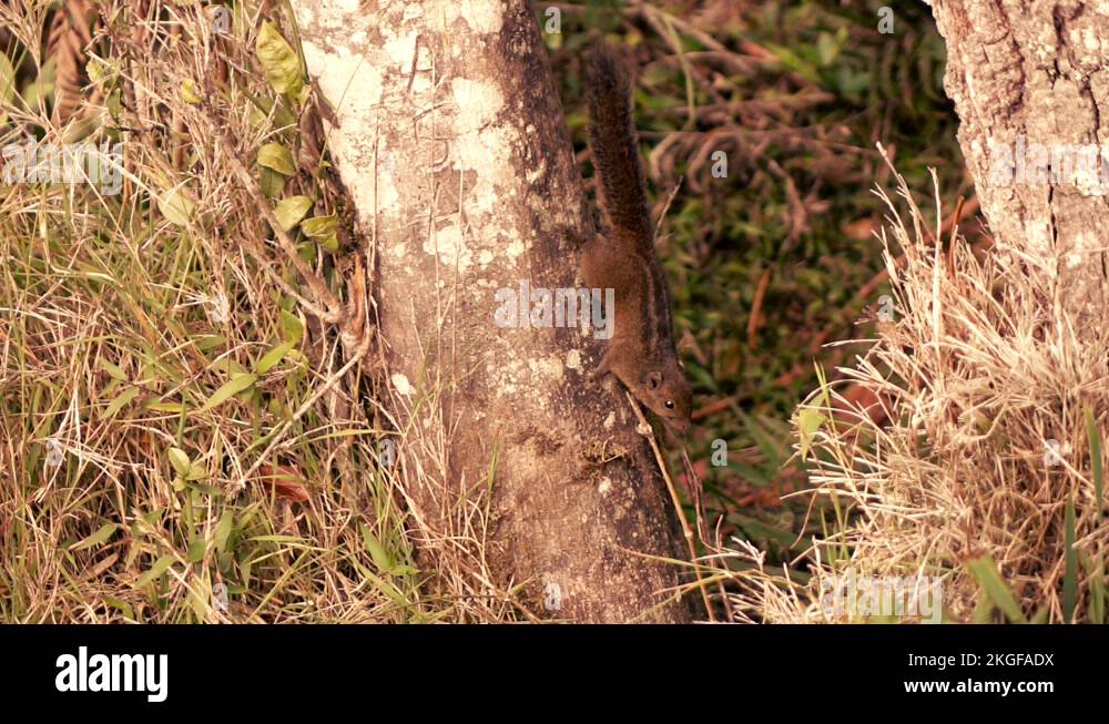 Super squirrel Stock Videos & Footage - HD and 4K Video Clips - Alamy