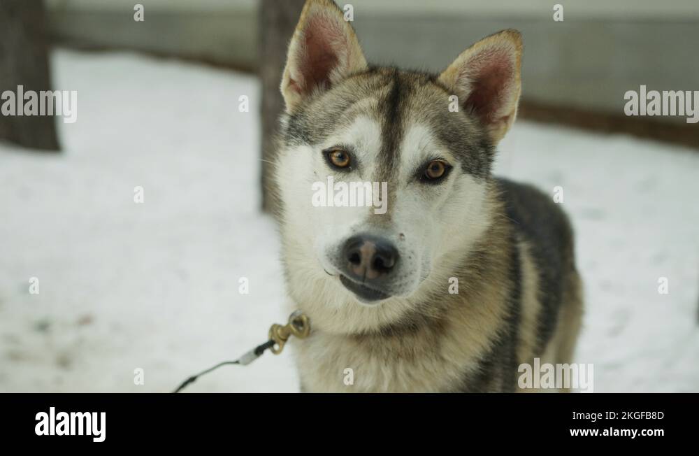 Lip curled Stock Videos & Footage - HD and 4K Video Clips - Alamy