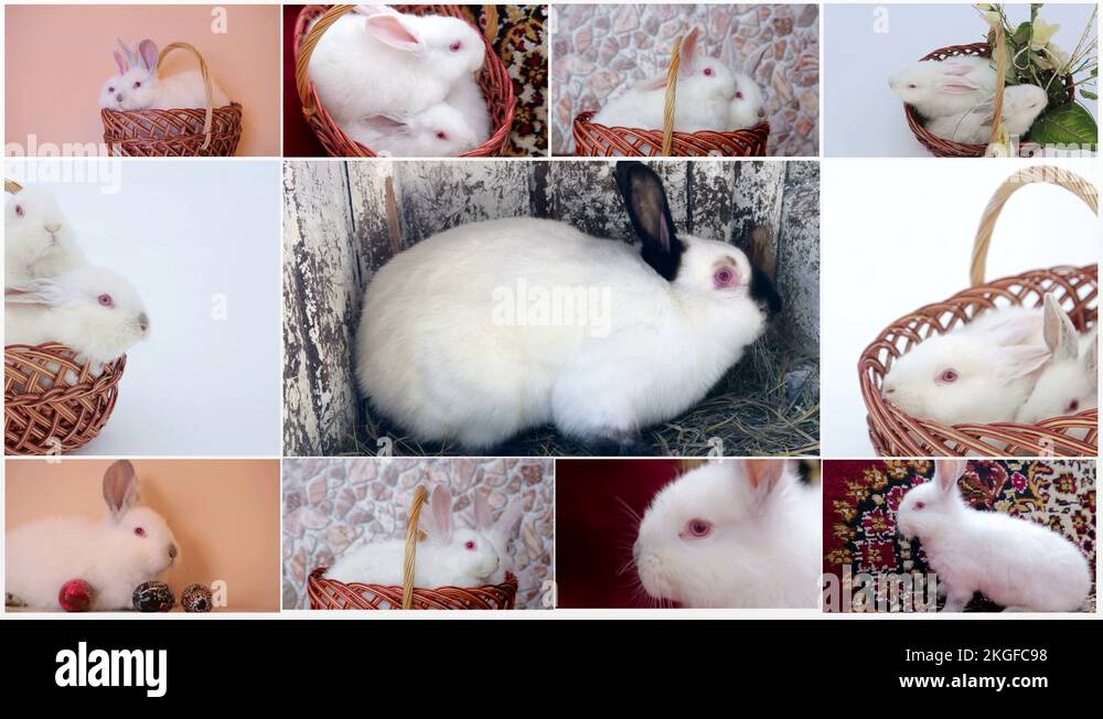 Mammal collection Stock Videos & Footage - HD and 4K Video Clips - Alamy