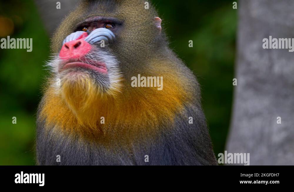 Angry mandrill Stock Videos & Footage - HD and 4K Video Clips - Alamy
