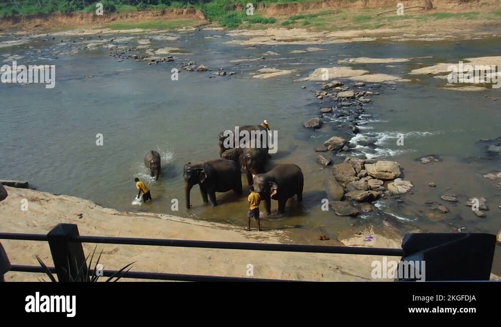 Pinnawala elephant orphanage wash Stock Videos & Footage - HD and 4K ...