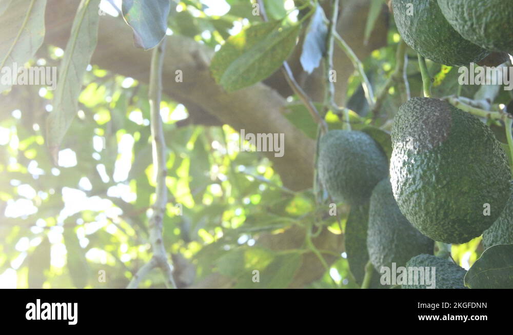 Branch of natural hass avocados in a avocado tree at backlight Stock ...